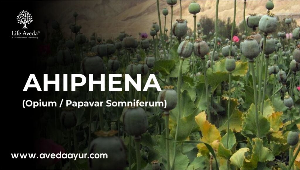 Ahiphena /Opium Medical Properties, Uses and Benefits